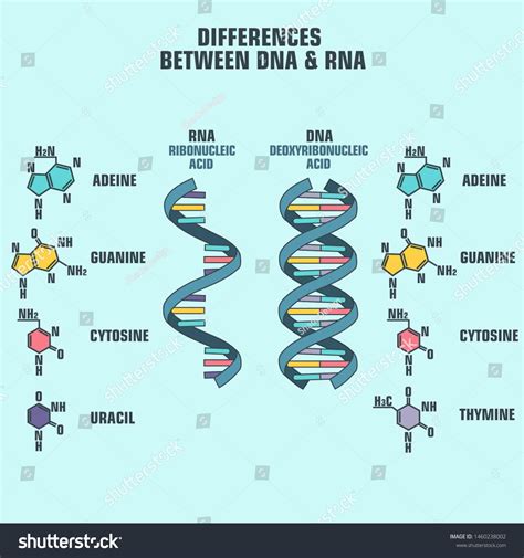 Vector Scientific Icon Spiral Dna Rna Stock Illustration 1460238002