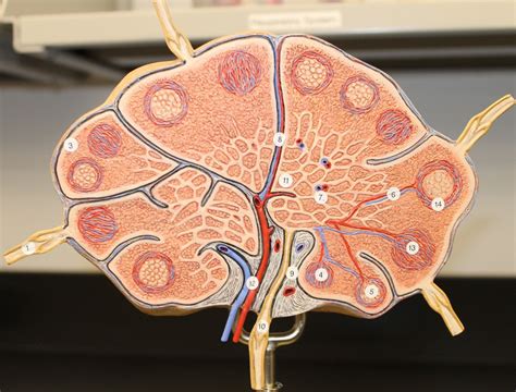 LABEL Lymph Node Structure Diagram Quizlet