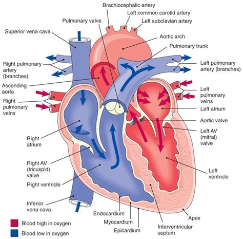 Heart Diagram Quizlet