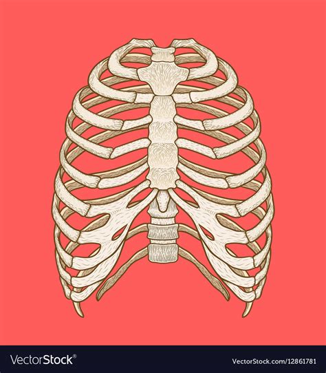 Rib Cage Anatomy Labeled Vector Illustration Diagram Vectormine