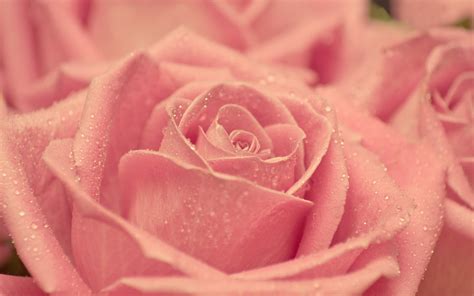 Hermosas Rosas Rosadas Fotos e Imágenes en FOTOBLOG X