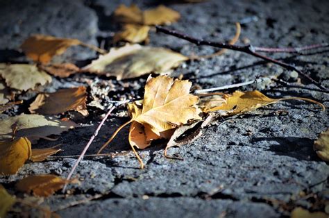 Arkusz Odchodzi Listowie Darmowe zdjęcie na Pixabay Pixabay