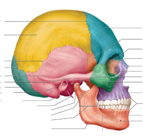 Lateral View Of Skull Diagram Quizlet