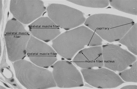 Hls Muscle Tissue Skeletal Muscle Ensheathment Transverse High