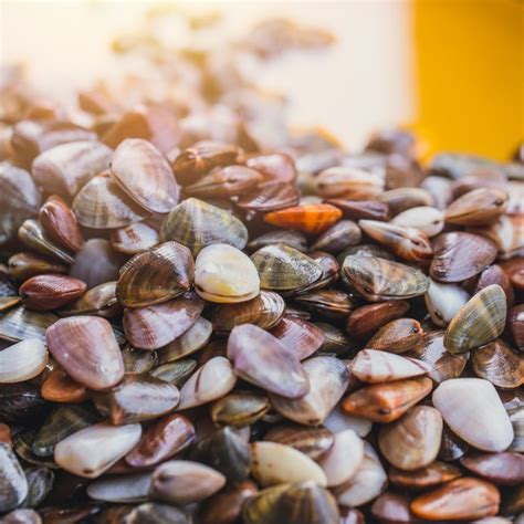 How Are Seashells Formed Sciencing