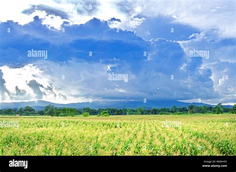 Landscape Of Corn Field With The Sunset On The Farm Green Corn And