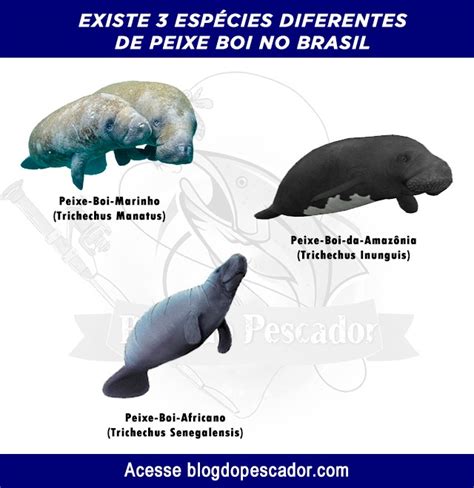 3 Tipos de peixes boi características informações e muito mais