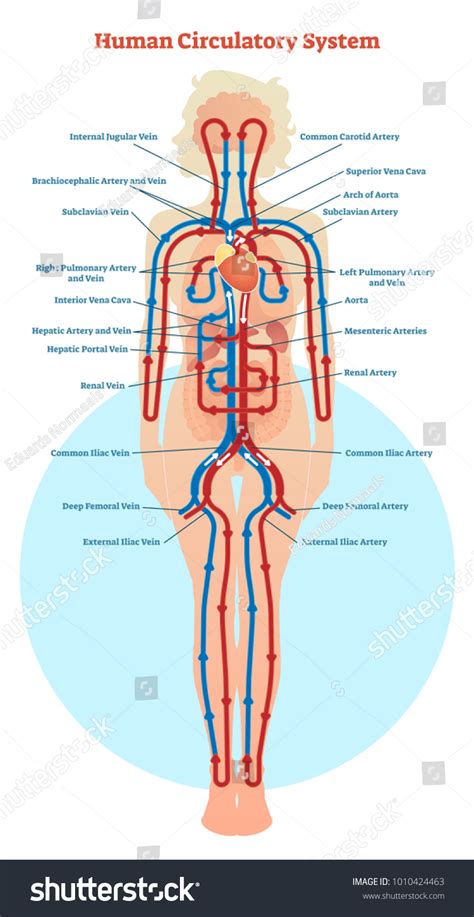 Human Circulatory System Vector Illustration Diagram Stock Vector