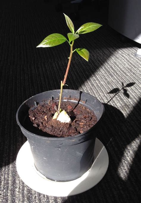 Planter Un Noyau D Avocat Dans La Terre Voici Comment Proc Der