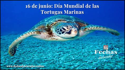 Día Mundial de las Tortugas Marinas 2024 Fechas Destacadas Online