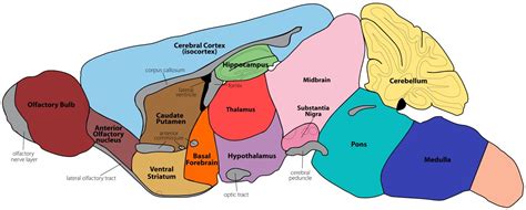 Anatomy Brain Mouse Png