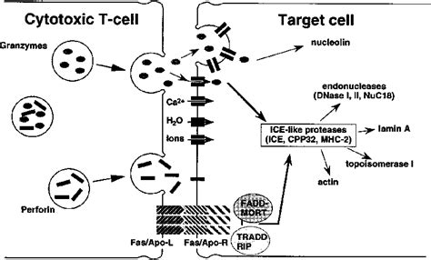 Figure From Killing Mechanisms Of Cytotoxic T Lymphocytes Semantic
