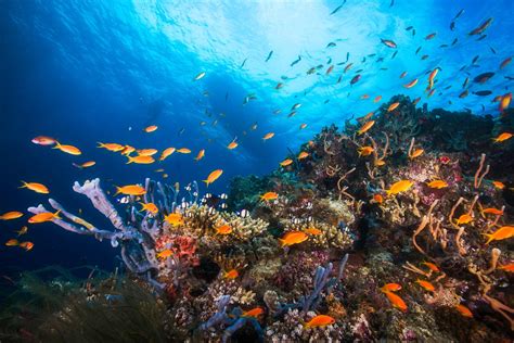 Photo Sous Marine Photographe Sous Marin Ambiance Dans Le Lagon De
