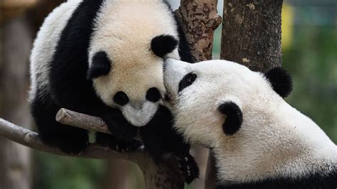 Live Watch Giant Pandas Live Happily In SW China CGTN