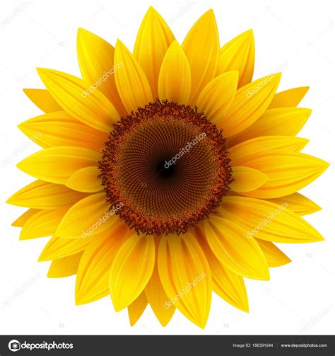 Girasol Aislado Stock Vector By Cobalt88 186391644