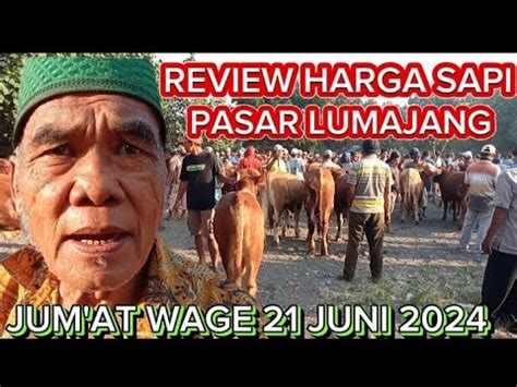 REVIEW HARGA SAPI PEDET JANTAN BETINA SAPI BAKALAN JUM AT 21 JUNI