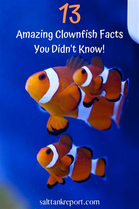 13 Amazing Clownfish Facts You Didn T Know Clown Fish Saltwater