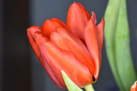 Tulipan Kwiat Kwiaty Darmowe zdjęcie na Pixabay Pixabay