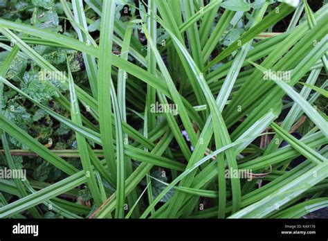 Long Narrow Leaves Hi Res Stock Photography And Images Alamy