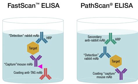 Direct Elisa Diagram