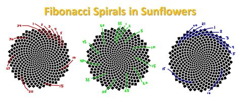 fibonacci spirals in sunflowers source 2015 03 24