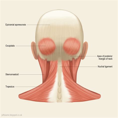Jeff Searle Muscles Of The Head And Neck