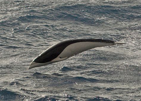 Top Animaux Totalement Incroyables Et Bizarres