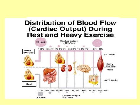 PPT Cardiovascular Responses To Acute Exercise PowerPoint