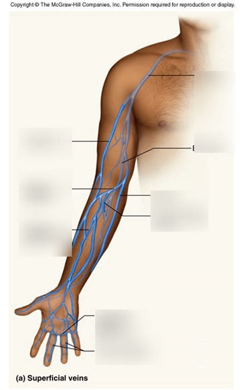 A P Ch 20 Superficial Arms Diagram Quizlet