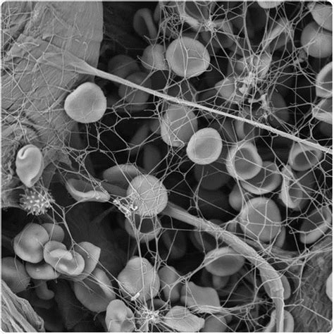 Scanning Electron Microscope Images Cell