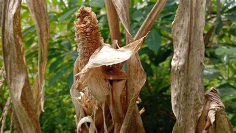 1 25 Hektare Lahan Jagung Di Kangae Terserang Hama Tikus Petani Pasrah