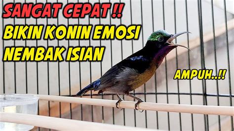 Suara Burung Kolibri Ninja Full Nembak Isian Ini Cocok Untuk Pancingan