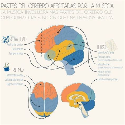 Las partes del cerebro que son estimuladas por la música Centro