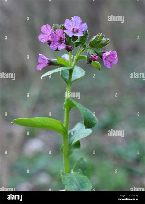 Early Spring Plant Lungwort Pulmonaria Obscura Blooms In The Wild