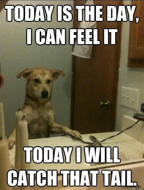 Funny Motivational Memes That Will Uplift Your Spirits Inspirationfeed