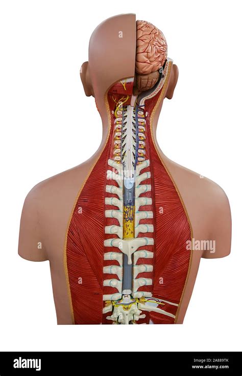 Modelo De La Anatom A De La Columna Vertebral Fotograf A De Stock Alamy