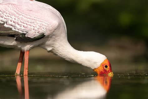 The Best Nikon Cameras For Wildlife Photography