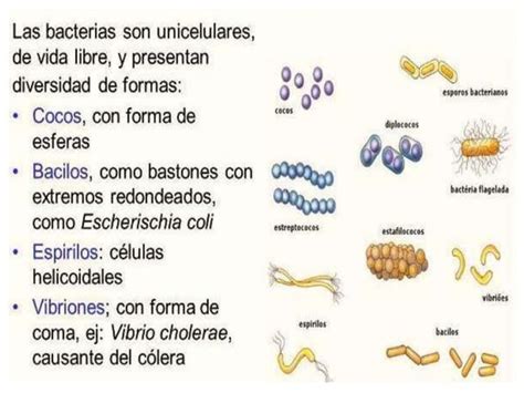 3RA CLASE REINO MONERA explicación definición boisis pptx