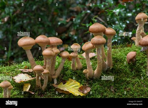 Enfermedad de la seta venenosa fotografías e imágenes de alta