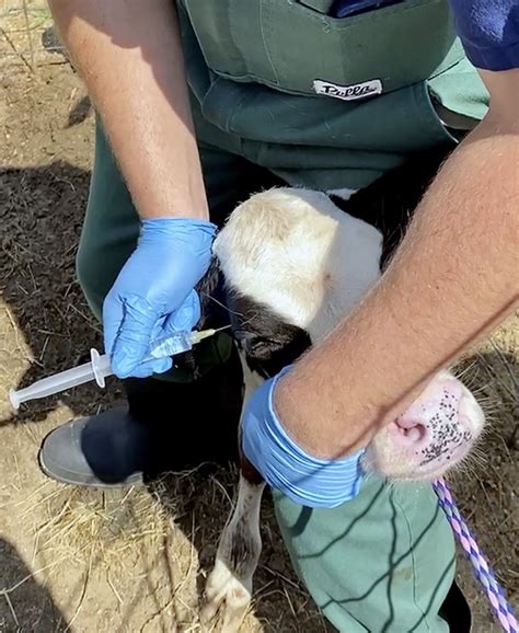 Methods For Disbudding Dairy Calves Mississippi State University