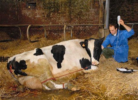 Todo lo que necesitas saber sobre el cuajo de la vaca su función y