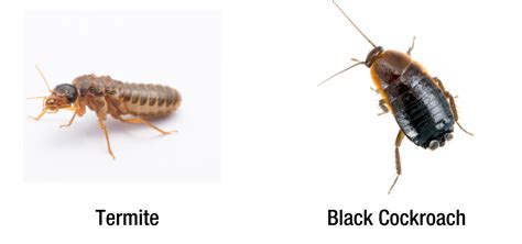 Bugs That Look Like Roaches A Guide For Identifying Roaches Pest