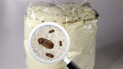 Insectos Que Devoran Las Harinas En Tu Hogar Y Se Vuelven Plaga El