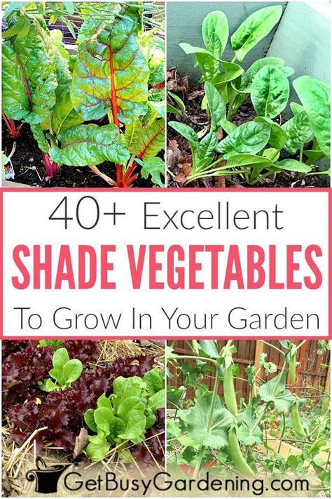 40 Vegetables That Grow In Shade Get Busy Gardening Vegetables