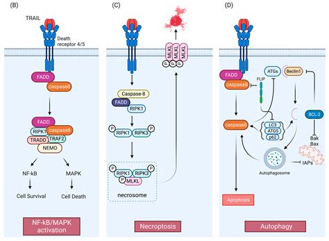 TRAIL Signaling Pathways Encyclopedia MDPI