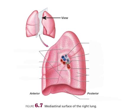 Mediastinal Surface Of Right Lung Diagram Quizlet