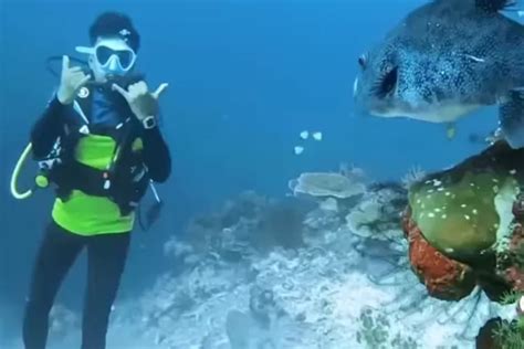 Wisata Pulau Sangalaki Kalimantan Timur Surganya Bagi Penyelam Untuk