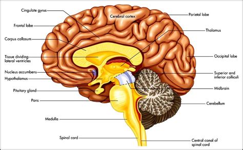 AP Psychology Module 1 2 Diagram Quizlet