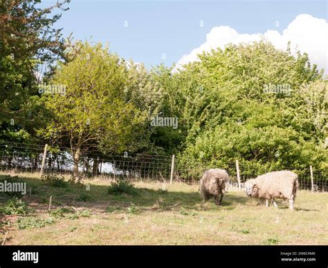 Two Sheep Resting And Grazing In A Field On A Summers Afternoon Day Time With Their Backs