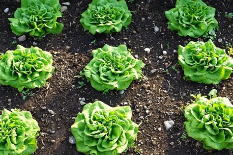 Que Planter En Septembre Au Potager Fiches Pratiques Du Potager